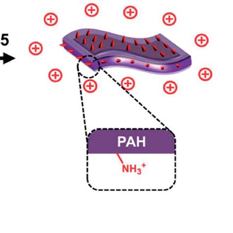 A Schematic Diagram Of Ph Responsive Charge Reversal Of Download Scientific Diagram