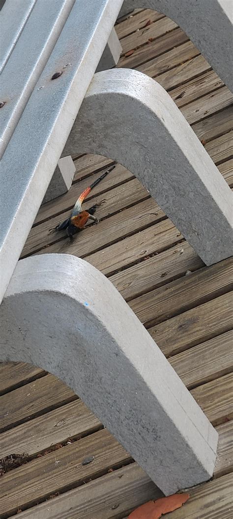 Ive Never Seen A Lizard Like This Florida Rreptiles