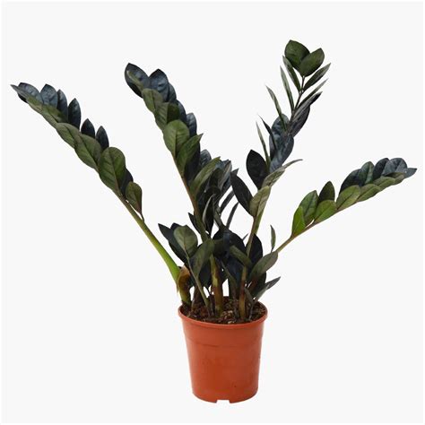 Siyah Zamia Çiçeği Zeze Zamioculcas Raven Zamiifolia