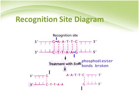 What Are Restriction Enzymes And What Are Their Function 42 Off