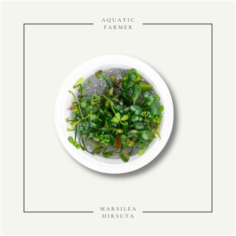 Aquatic Farmer Tissue Culture Marsilea Hirsuta Foreground Shopee Malaysia