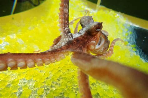 Octopuses Fall For The Rubber Hand Illusion Just Like Us New Scientist