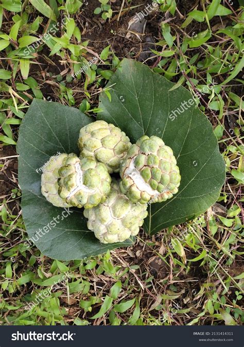 4 Custerd Apple Farm Royalty Free Photos And Stock Images Shutterstock