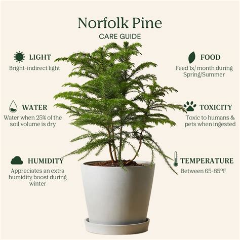 Plant Care Guide Norfolk Pine 🌲 Tldr ☀️bright Indirect 💧water When 25