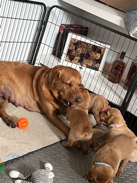 Kc Registered Fox Red Labrador For Sale In London Labrador Owners