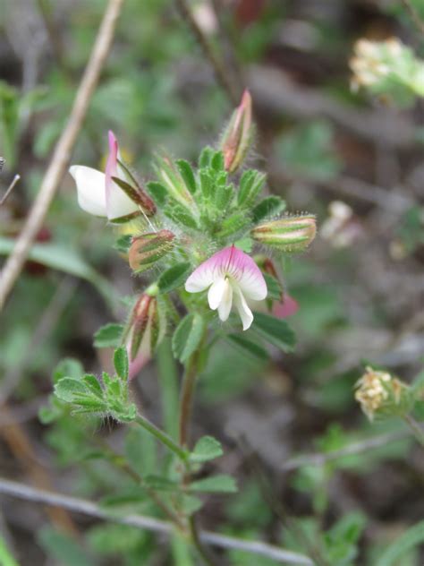 Small Restharrow From Kreta Griekenland On 18 April 2019 At 0230 Pm