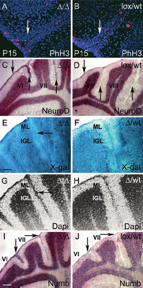 Jagged1 Defi Cient Granule Cells Show Migration Defects But Express