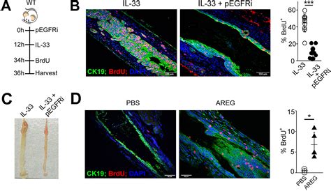 Plasticity Between Ilc2 Subsets And Amphiregulin Expression Regulate