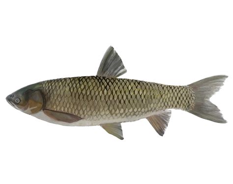 Grass Carp Mid Atlantic Stocking