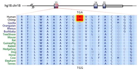 What Genes Did We Lose To Become Human Science 20