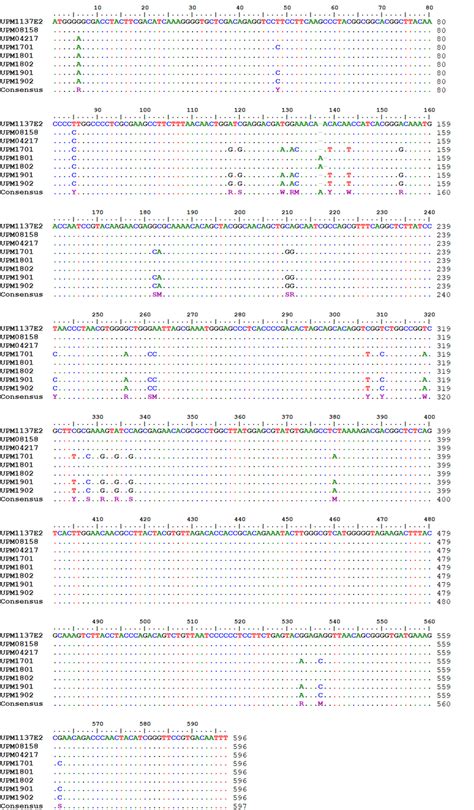 multiple sequence alignment by clustalw of 596bp nucleotide sequences