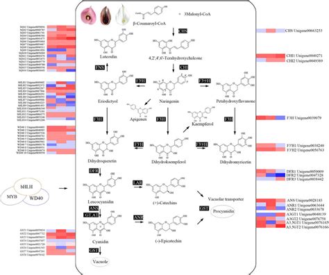 Putative Genes In The Anthocyanin Synthesis Pathway And Their Download Scientific Diagram