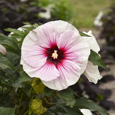 National Plant Network Bare Root Giant Hibiscus Angel Eyes 2 Piece