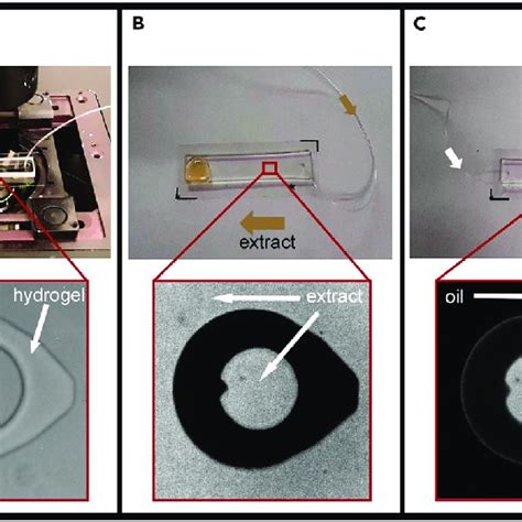 Successive Steps For The Microfluidic Encapsulation Of Cell Free