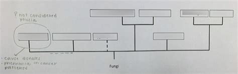 Fungi And Lichens Diagram Quizlet
