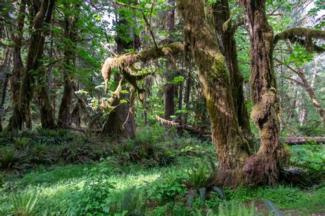 Lake Quinault Olympic National Park Washington Wide Angle Adventure