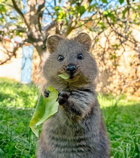 44 Quokka Selfies Happiest Australian Animal That Smiles To Take A