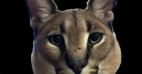 Big Floppas Face Png Album On Imgur