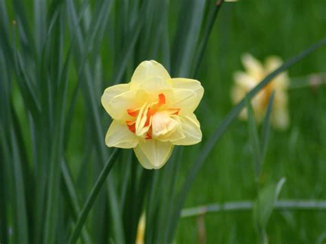 Double Daffodil Planting And Care For Full Flowered Daffodil