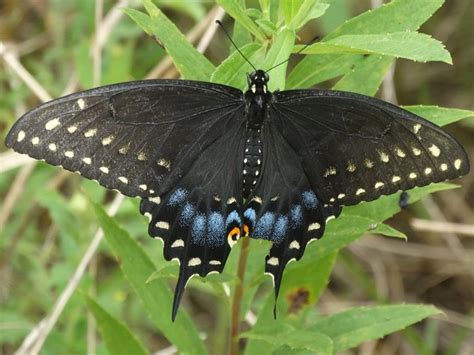 Black Swallowtail Papilio Polyxenes Bugguidenet