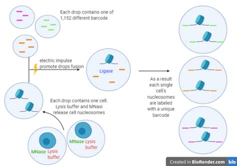 Single Cell Chip Seq Reveals Cell Subpopulations Defined By Chromatin State The Molecularpost