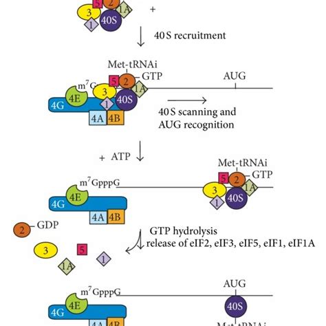 Detailed Depiction Of The Steps During Translation Initiation In The