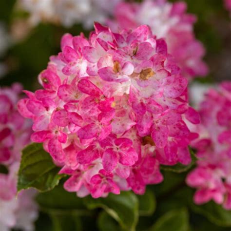 Hydrangea Spring Sizzle Patuxent Nursery