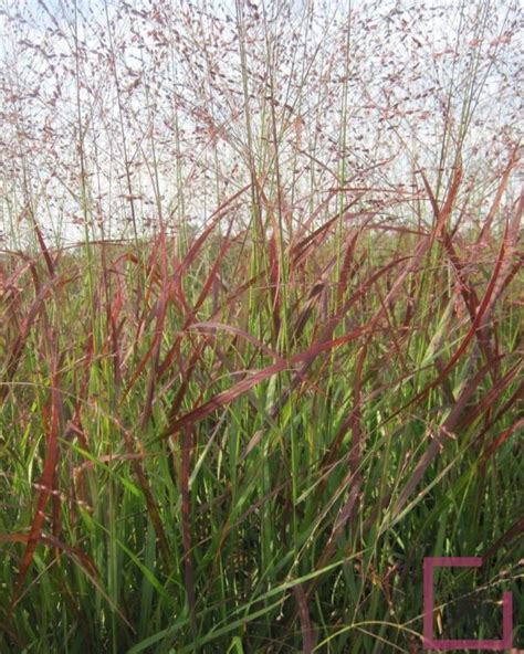 Panicum Virgatum Hanse Herms Vivai Marche