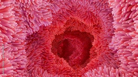 Medically Accurate Animation Of Intestinal Villi Red Microvilli In A Intestinal Tract Close Up