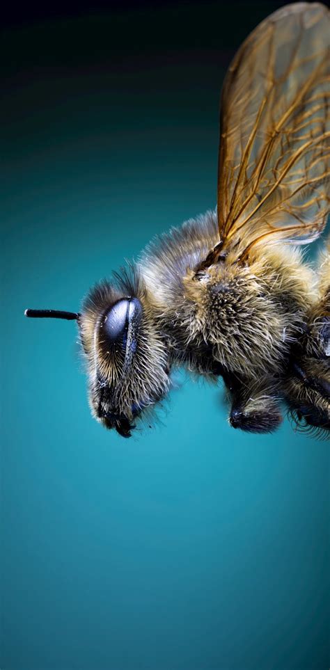 Los Antófilos Anthophila Del Griego ‘que Aman Las Flores Conocidos