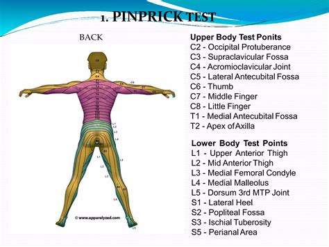 Cervical Dermatomes And Myotomes