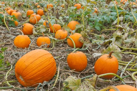 Do You Plant Pumpkins In Full Sun At Zelma Harvey Blog