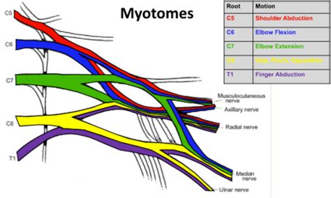 Pt 510 Lecture 17 Spinal Nerves Flashcards Quizlet