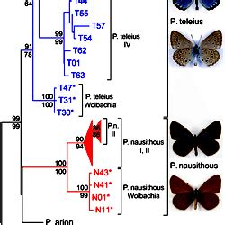 Phylogram For Haplotypes Of Phengaris Teleius And P Nausithous Based