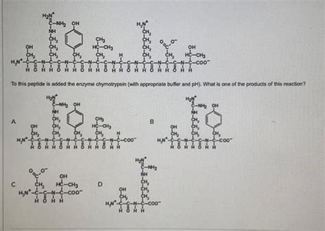 Solved To This Peptide Is Added The Enzyme Chymotrypsin