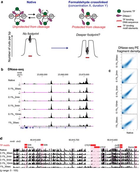 Xl Dnase Seq Is Designed To Capture Short Lived Binding Of Tfs And