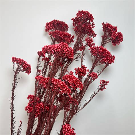 Red Rice Flower Dried Flowers Vibrant And Long Lasting Floral Accents