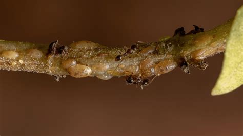 Scale Insects On Plants Leafy Cactus