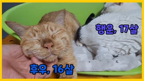 할아버지 냥이들의 사이가 좋아진슬픈 이유 다묘가정 묘르신 Youtube