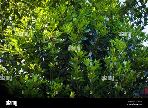 Bay Laurel Tree Laurus Nobilis An Aromatic Evergreen Tree Culinary