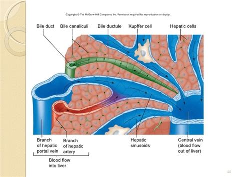 Bile Ductules