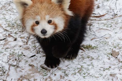 Red Pandas Habitat Facts