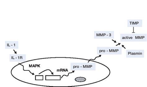 Full Article Metalloproteinases And Their Inhibitors—diagnostic And