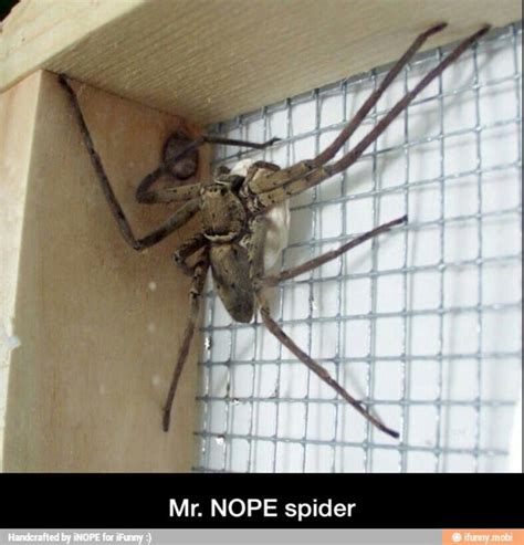 Nope Spider
