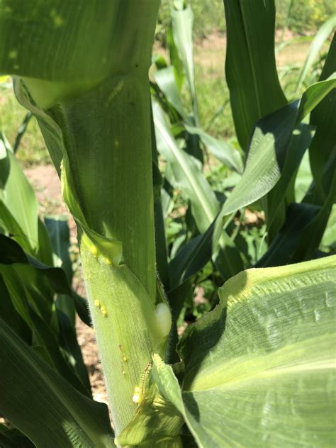 Corn Disease Identification Please Help R Corn