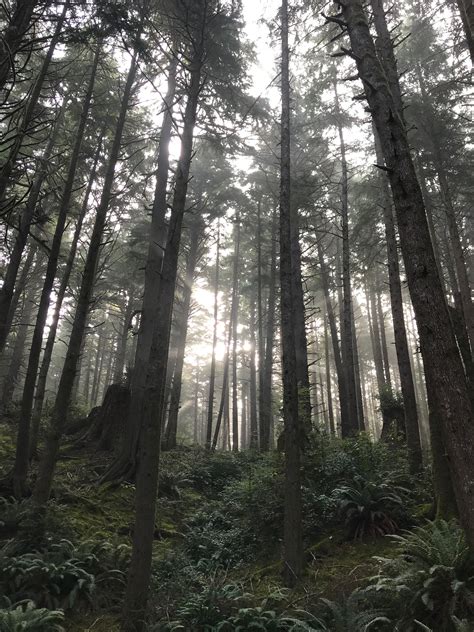 Pacific Northwest Rainforest