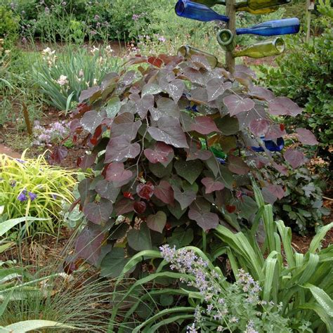 Ruby Falls Eastern Redbud Van Wilgens Garden Center