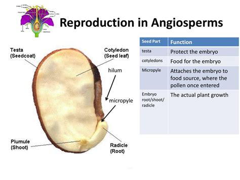 Ppt Reproduction In Angiosperms Powerpoint Presentation Free Download Id