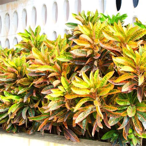 Codiaeum Variegatum