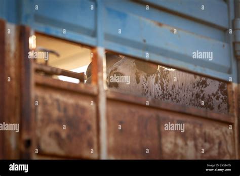 The Bull In A Cattle Road Train On A Remote Cattle Station In Northern